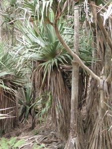 Le Vacoa - COLIPAYS - Le blog