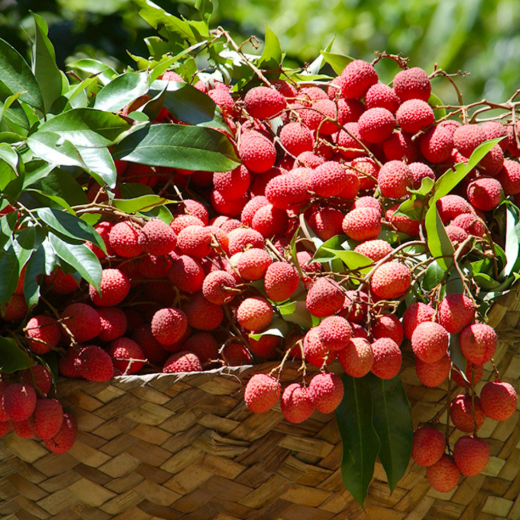 Casseurs de letchis à La Réunion - COLIPAYS - Le blog