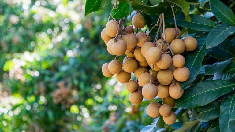 Le longani fait son grand retour ! - COLIPAYS - Le blog