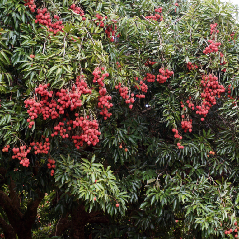 Les letchis sont de retour ! - COLIPAYS - Le blog