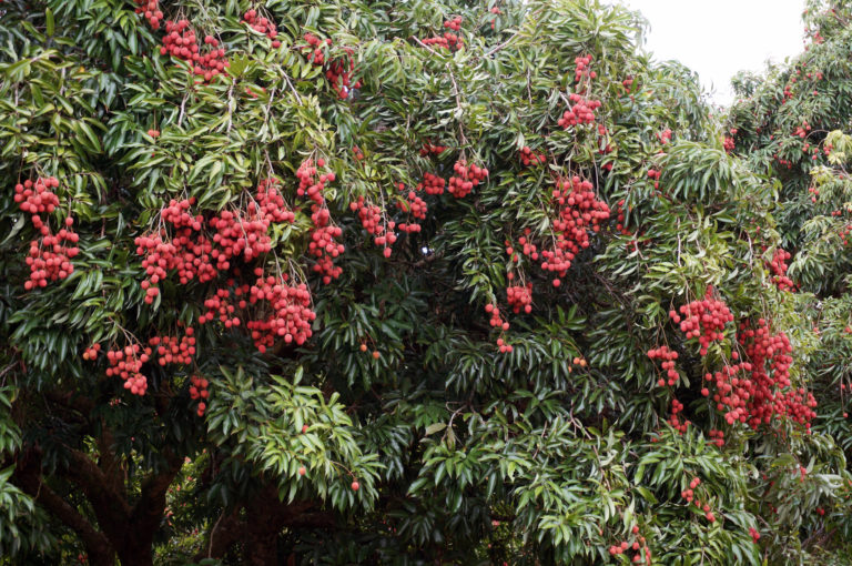 Les letchis sont de retour ! - COLIPAYS - Le blog