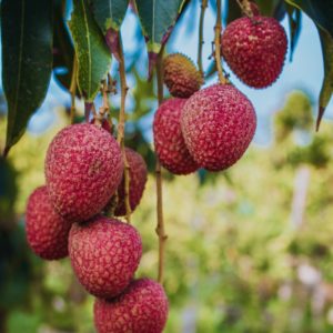 Le letchi fait son retour dans nos colis ! - COLIPAYS - Le blog