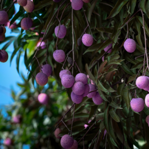 Découverte d’un nouveau Letchi à La Réunion ! - COLIPAYS - Le blog